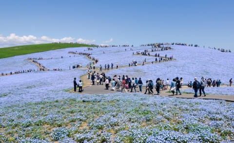 A Day at Hitachi Seaside Park » Les Taylor Photography