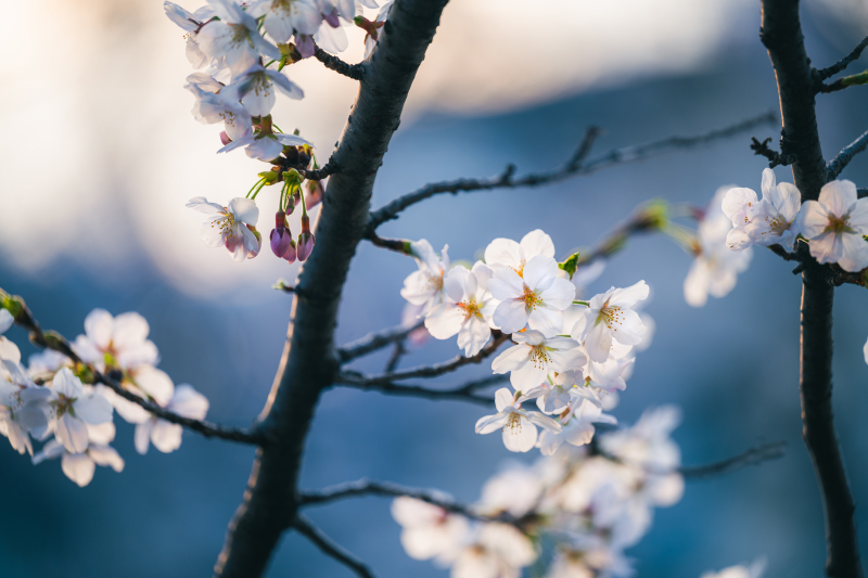 Japanese Sakura And A Taste Of New Creation – Les Taylor Photography