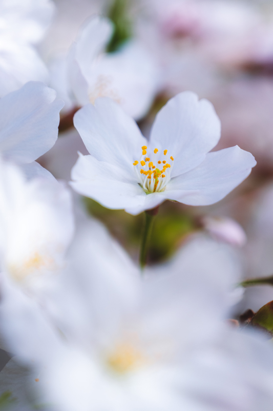 Japanese Sakura And A Taste Of New Creation – Les Taylor Photography